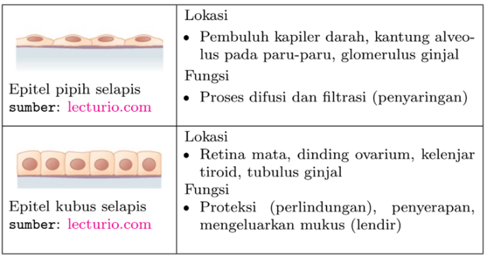 JARINGAN EPITEL PADA HEWAN | BIOLOGI KELAS VII