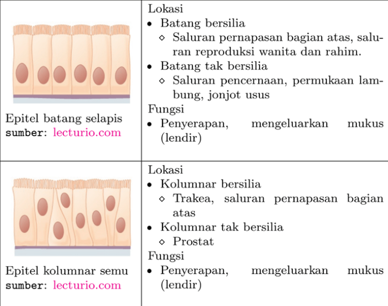 JARINGAN EPITEL PADA HEWAN | BIOLOGI KELAS VII