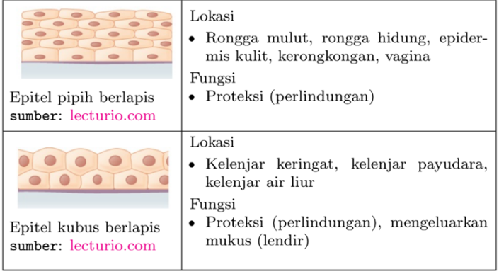 JARINGAN EPITEL PADA HEWAN | BIOLOGI KELAS VII