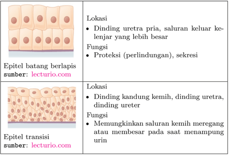 JARINGAN EPITEL PADA HEWAN | BIOLOGI KELAS VII
