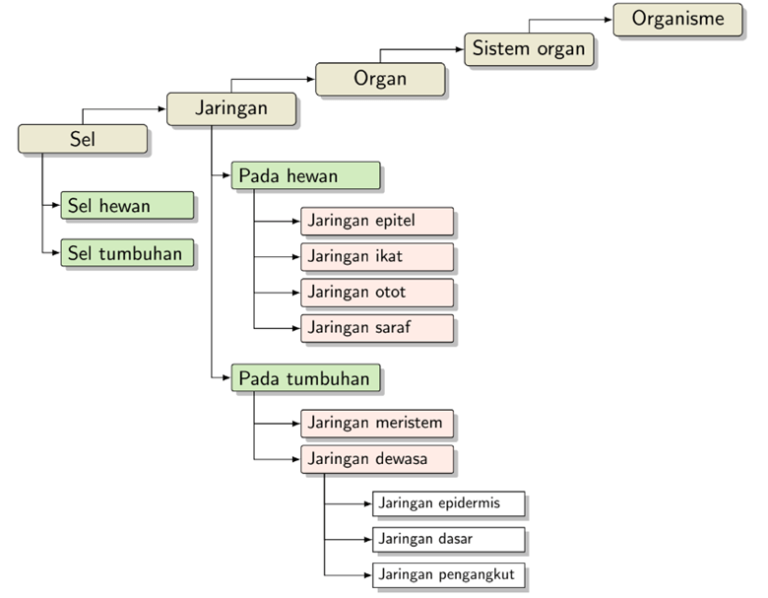 JARINGAN OTOT & SARAF HEWAN | BIOLOGI KELAS VII
