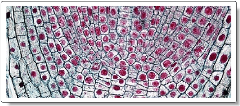JARINGAN PADA TUMBUHAN | BIOLOGI KELAS VII